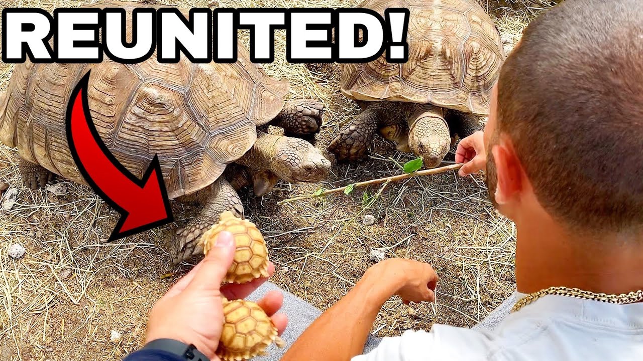 First Family Meeting! Baby Turtles Reunite with Mom and Dad