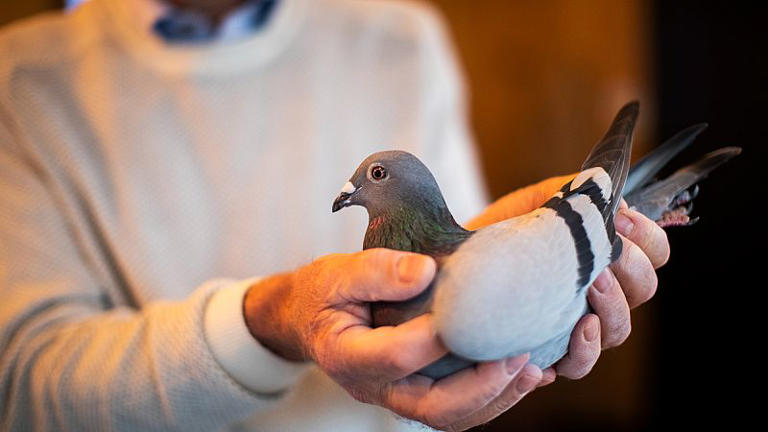 EU keeps racing pigeons tethered as bird flu ruffles feathers