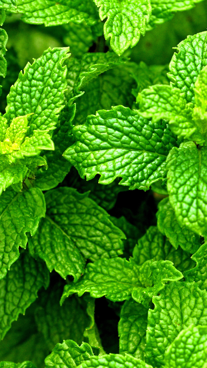 10 medicinal plants one can grow at home