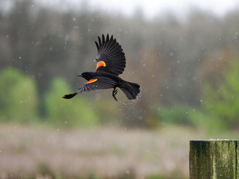 5 Bird-Watching Secrets of a Wildlife TV Show Host