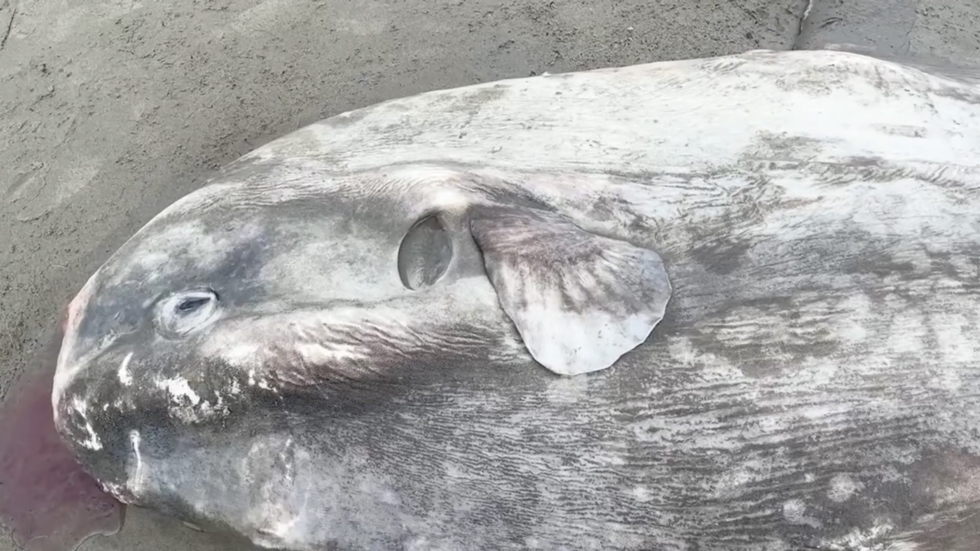 Gigantisk sjødyr skylt i land: Videoen som gjorde alle målløse