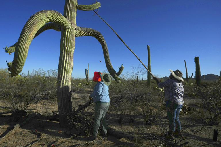 PHOTO ESSAY: Tohono O'odham families carry on sacred saguaro fruit ...
