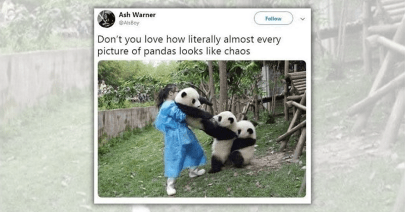 21 Silly Animal Memes and Snaps to Start Your Day off with a Splendid ...