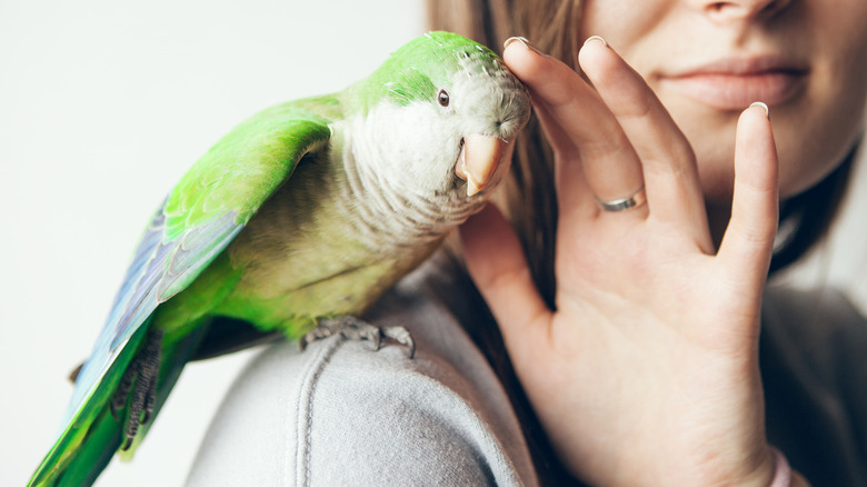 The One Place You Should Never, Ever Stroke A Pet Bird Around Its Head
