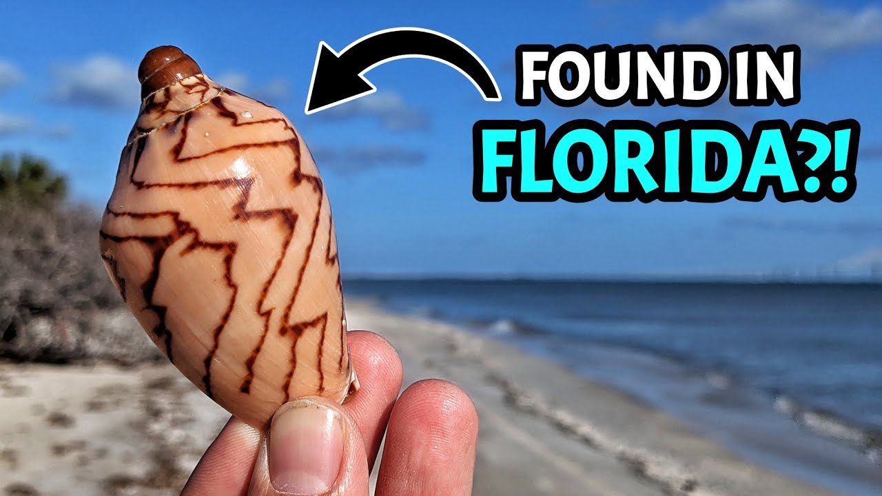 The Mystery Shells of Fort Desoto Beach