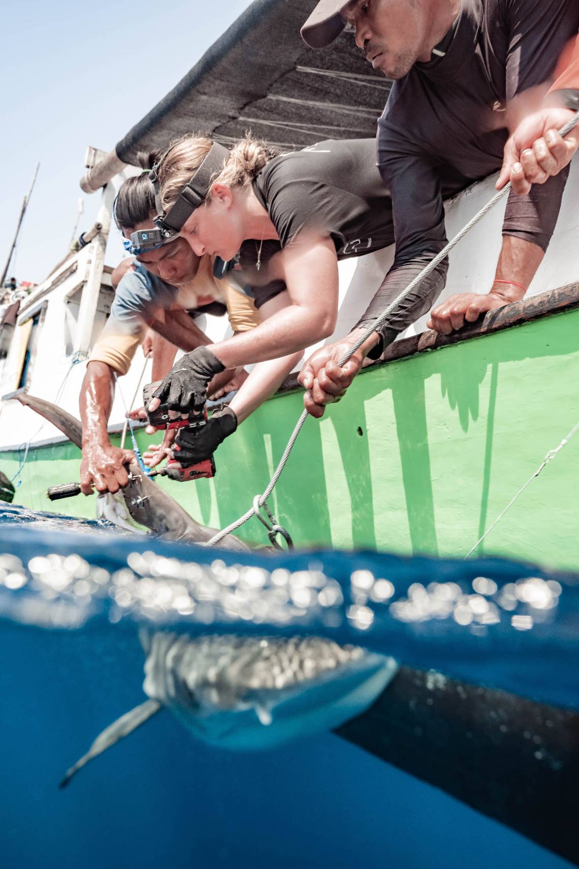 Former shark fishermen now work to protect the animal. A UNC shark ...