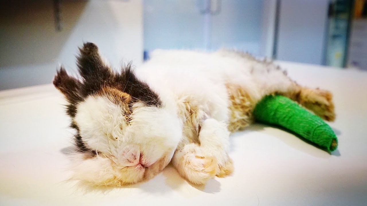 Urgent Rescue: Rabbit Abandoned with Broken Legs at Dog Pound