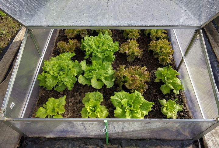 10 Veggies That Thrive In Raised Beds And 10 That Don't
