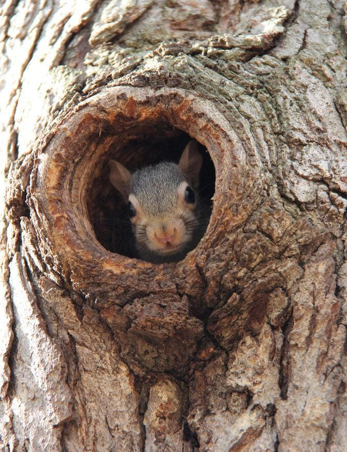 The Ball of Leaves in Your Tree Is (Probably) Not a Bird Nest