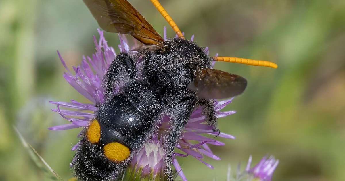Scientists Are Shocked After Discovering Mummified 'Eyeless' Wasp in ...
