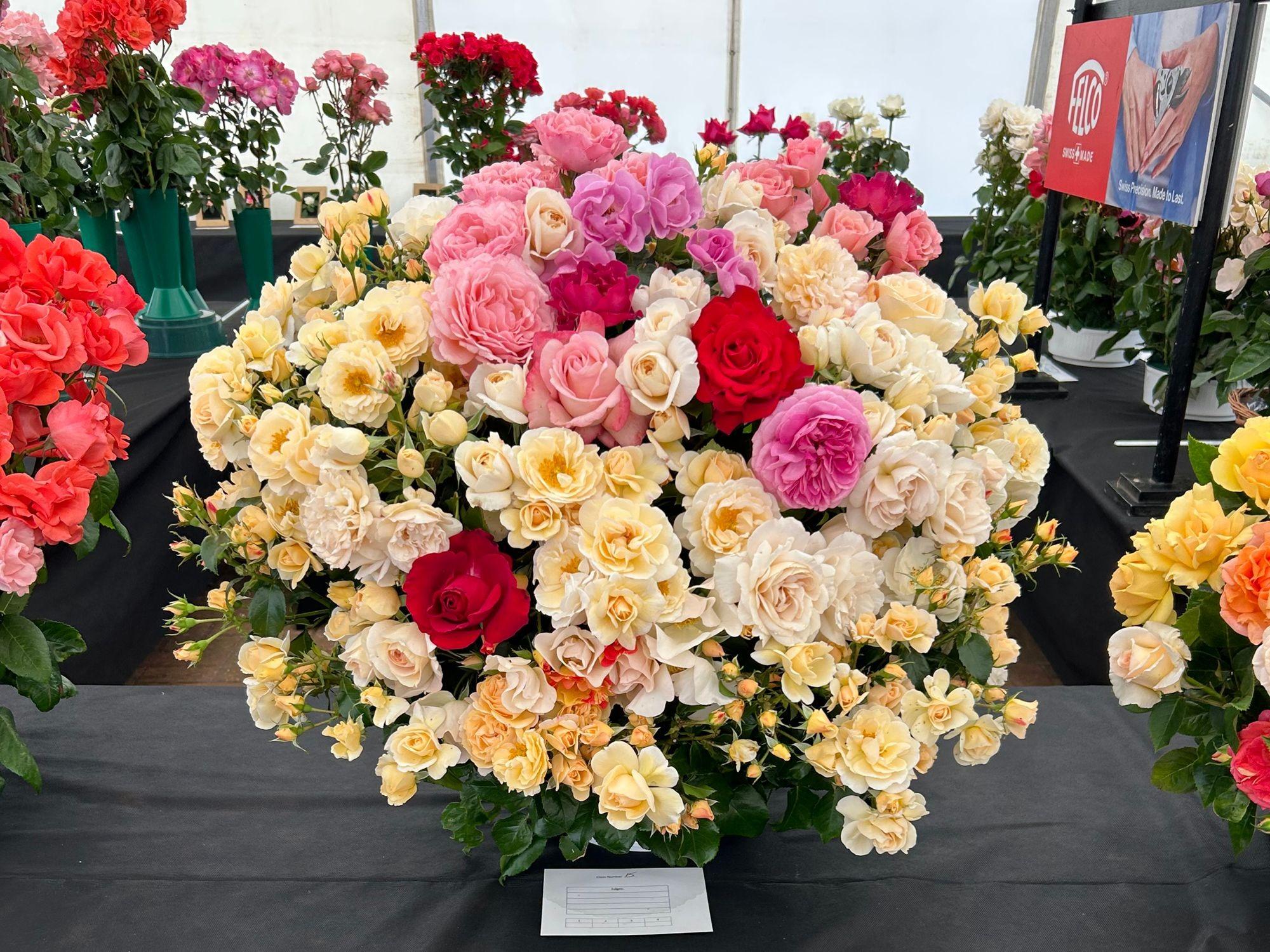 Spectacular rose displays delight visitors at Squire's Shepperton
