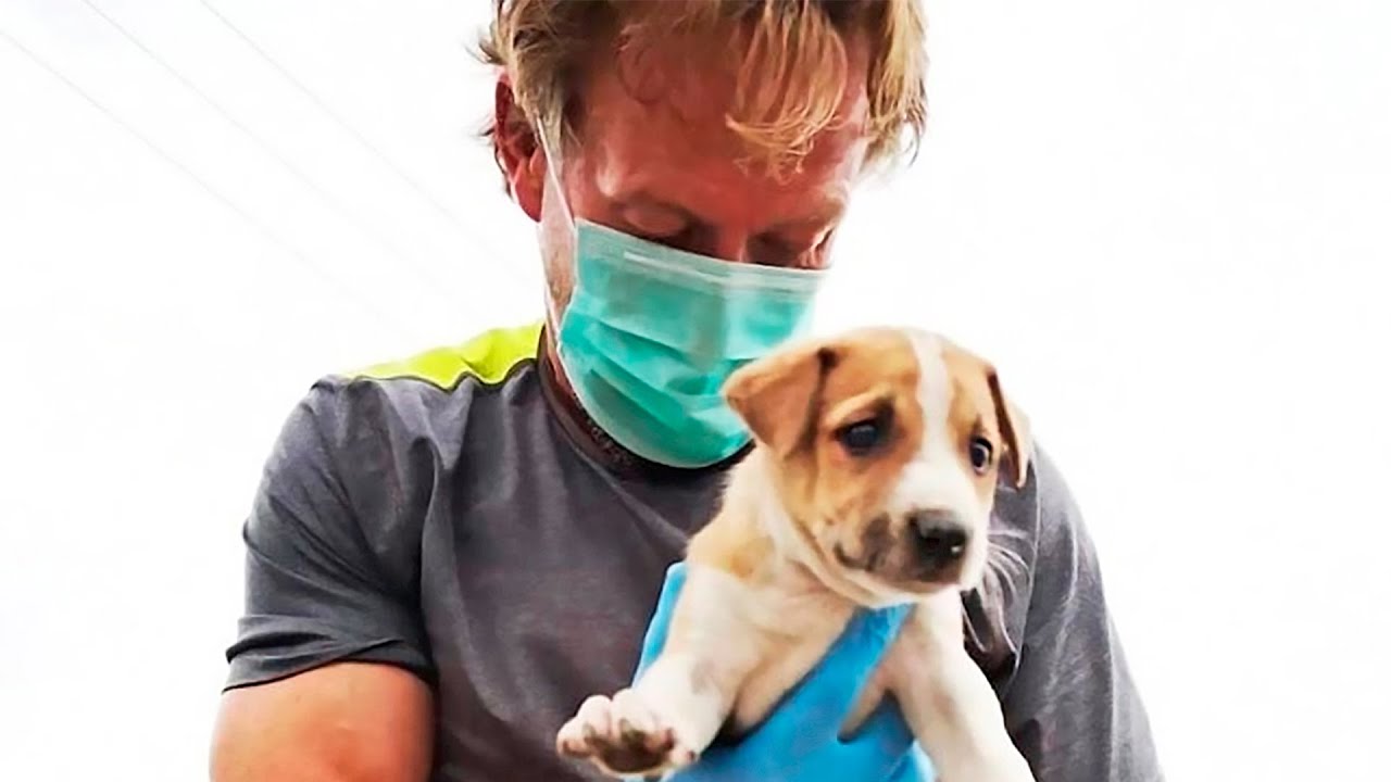 BBC launches investigation into Pen Farthing’s Afghanistan animal rescue