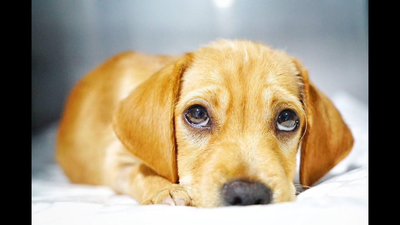 Help Needed for an Adorable Labrador Puppy