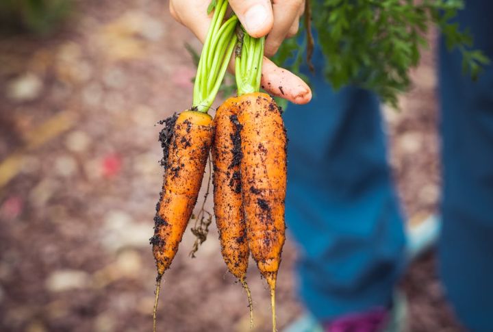 10 Veggies That Thrive In Raised Beds And 10 That Don't