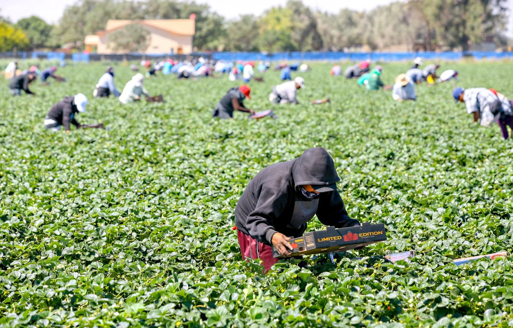 Italy's far-right government opens doors to 500,000 foreign workers ...