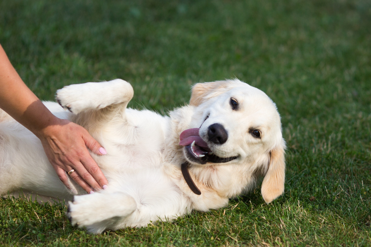 Experts Say This Small Change Can Make You and Your Dog's Bond Closer ...