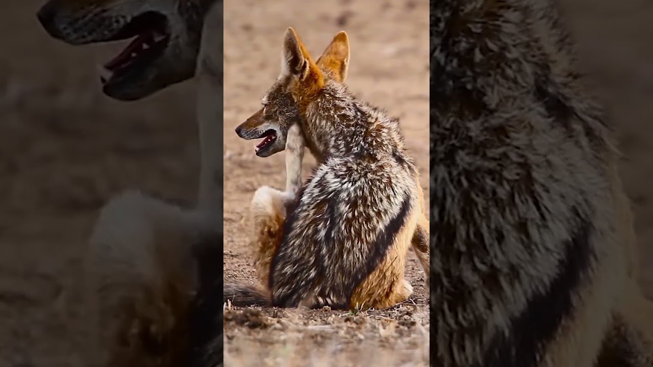 Have you ever heard about the swamp cat?