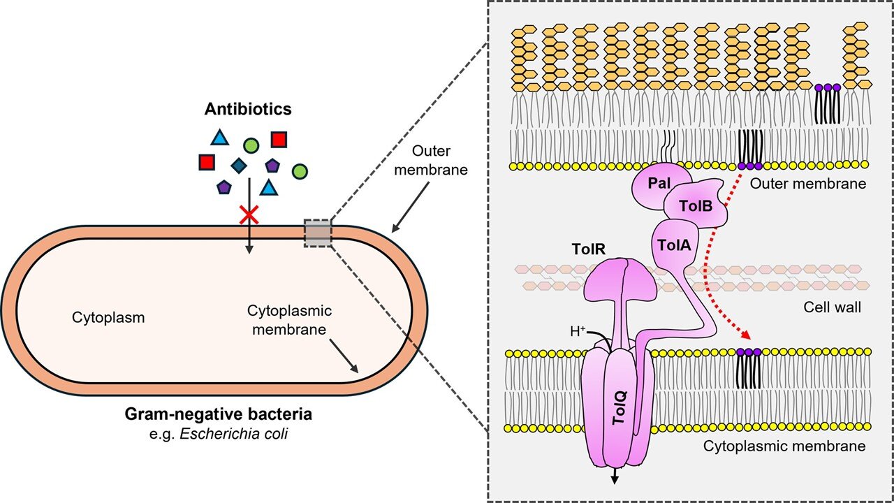 Decades-old mystery solved: How Gram-negative bacteria keep their outer ...