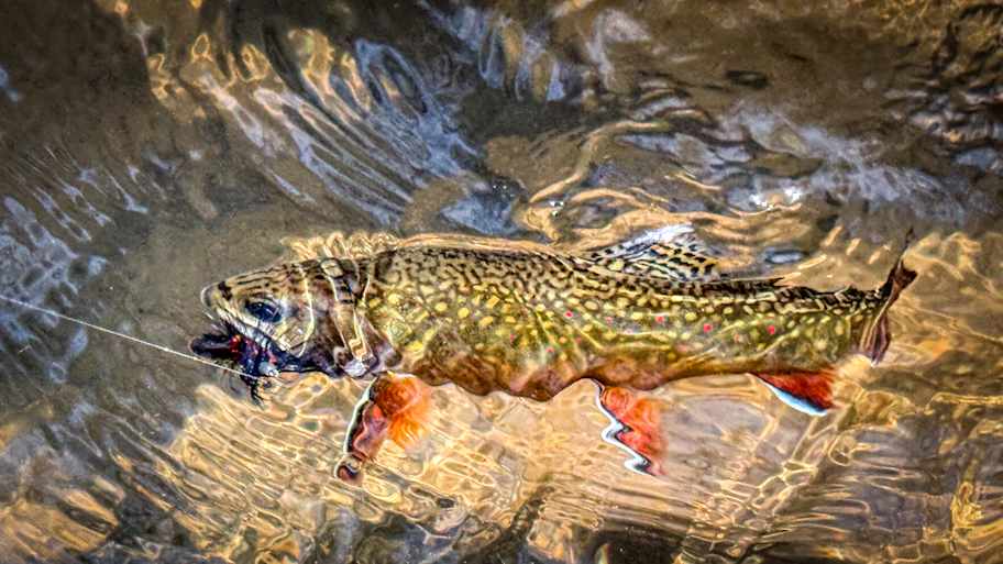 The Morning Hatch – The World's Finest Fly Fishing School, How an Orvis ...