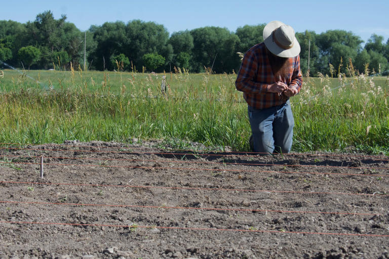 An Indigenous garden is sprouting in Cache Valley with native plants ...