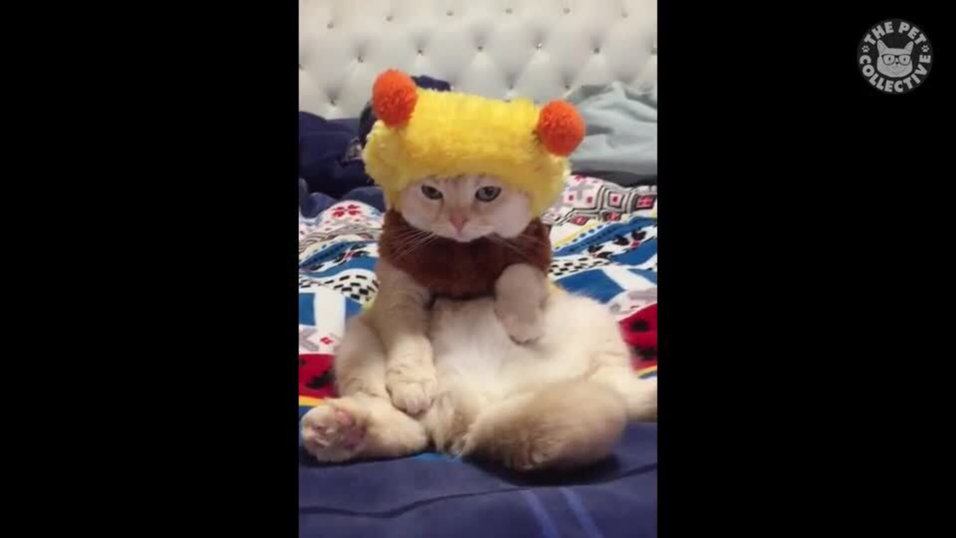 Grumpy Cats Video Compilation