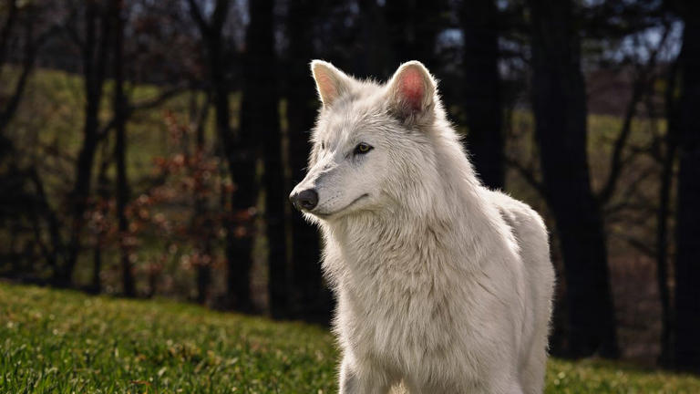 Colossal’s “Dire Wolves” Are Now 6 Months Old – And They’ve Doubled In Size