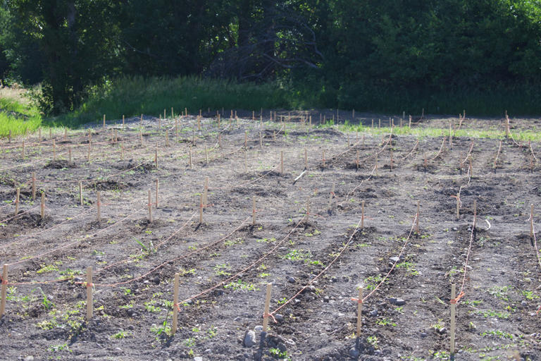 An Indigenous garden is sprouting in Cache Valley with native plants ...