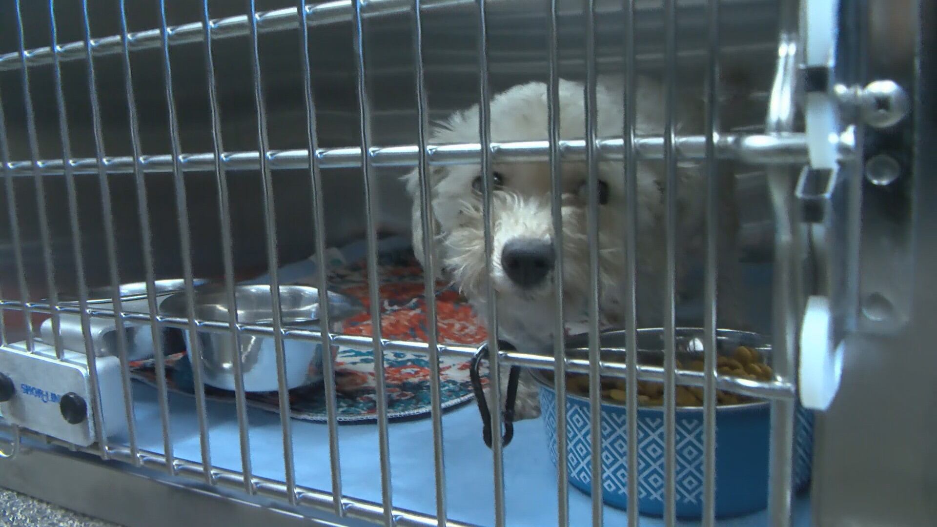 Nearly 30 dogs seized from Lauderdale County property