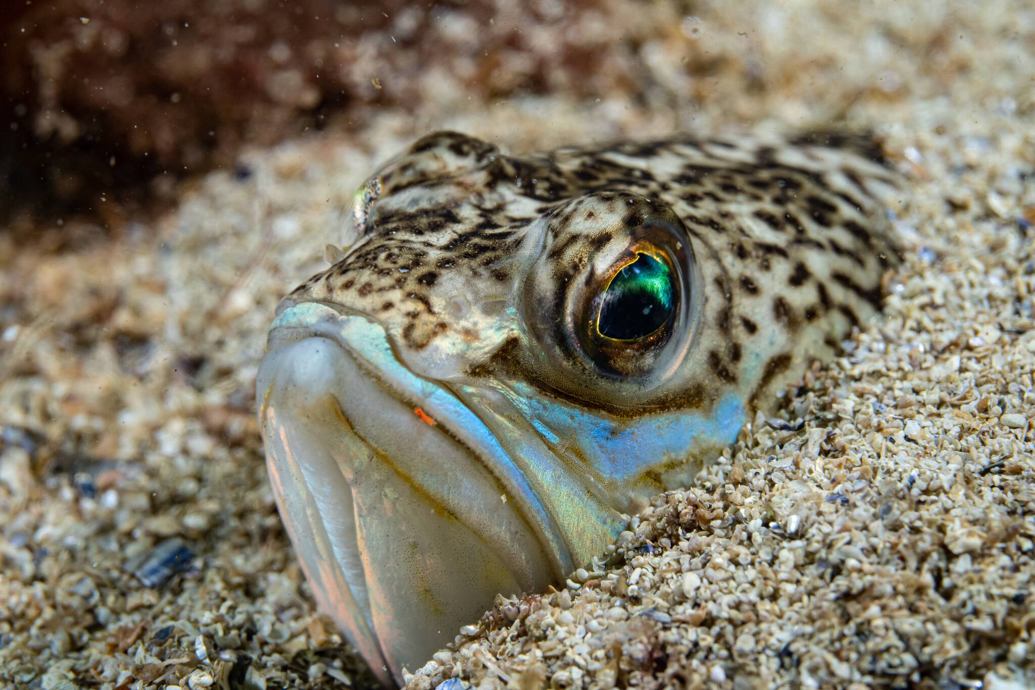 Deutschlands giftigster Fisch: So kannst du dich an Nord- und Ostsee ...