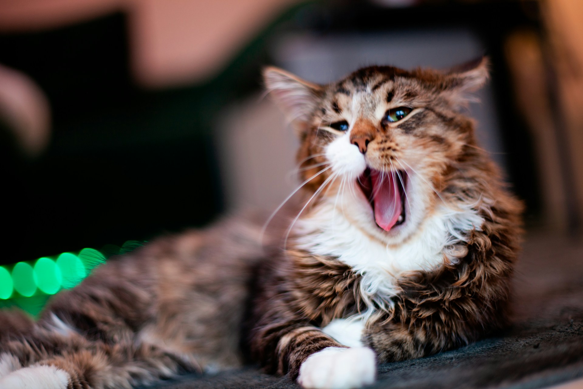 Talking to Your Cat? Here’s Why They Talk Back
