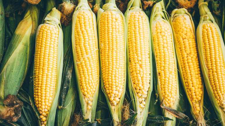 13 Plants You Should Never Grow Too Close To Tomatoes In The Garden