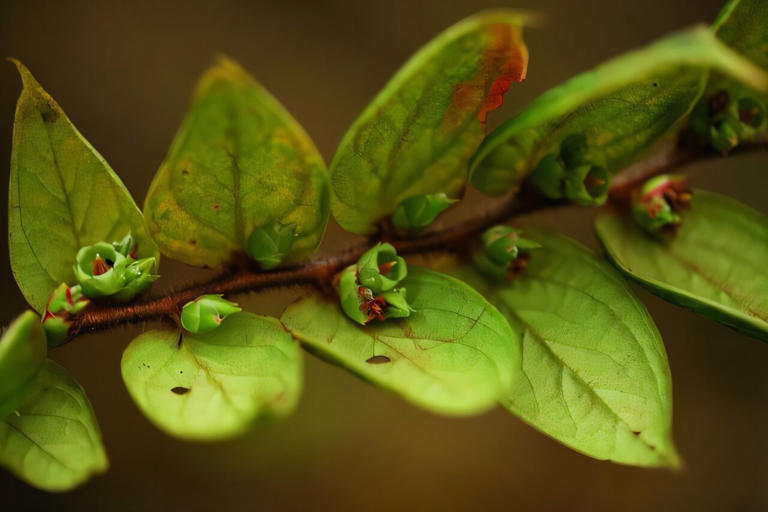 Two new species of Ericaceae reported from Motuo County, Xizang