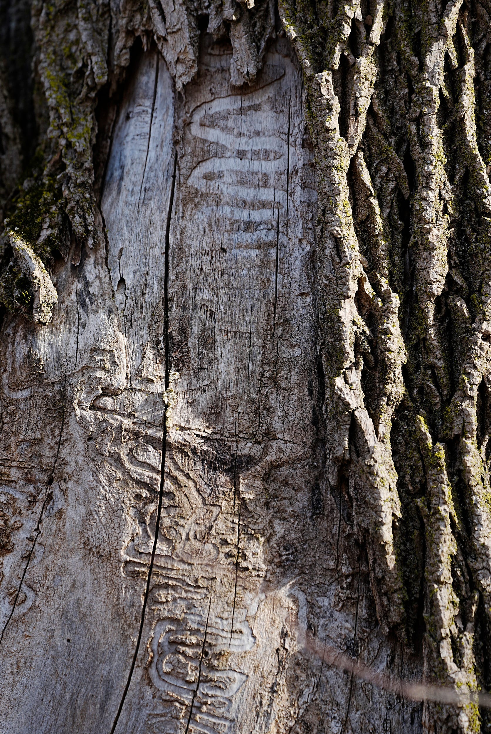 This insect has killed ash trees across the U.S., and it's in Tennessee
