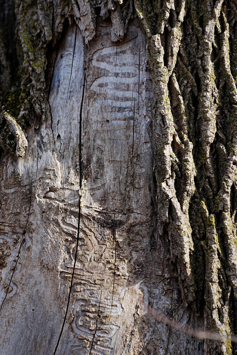 Ash tree removal begins Feb. 23 at Yankton Trail Park