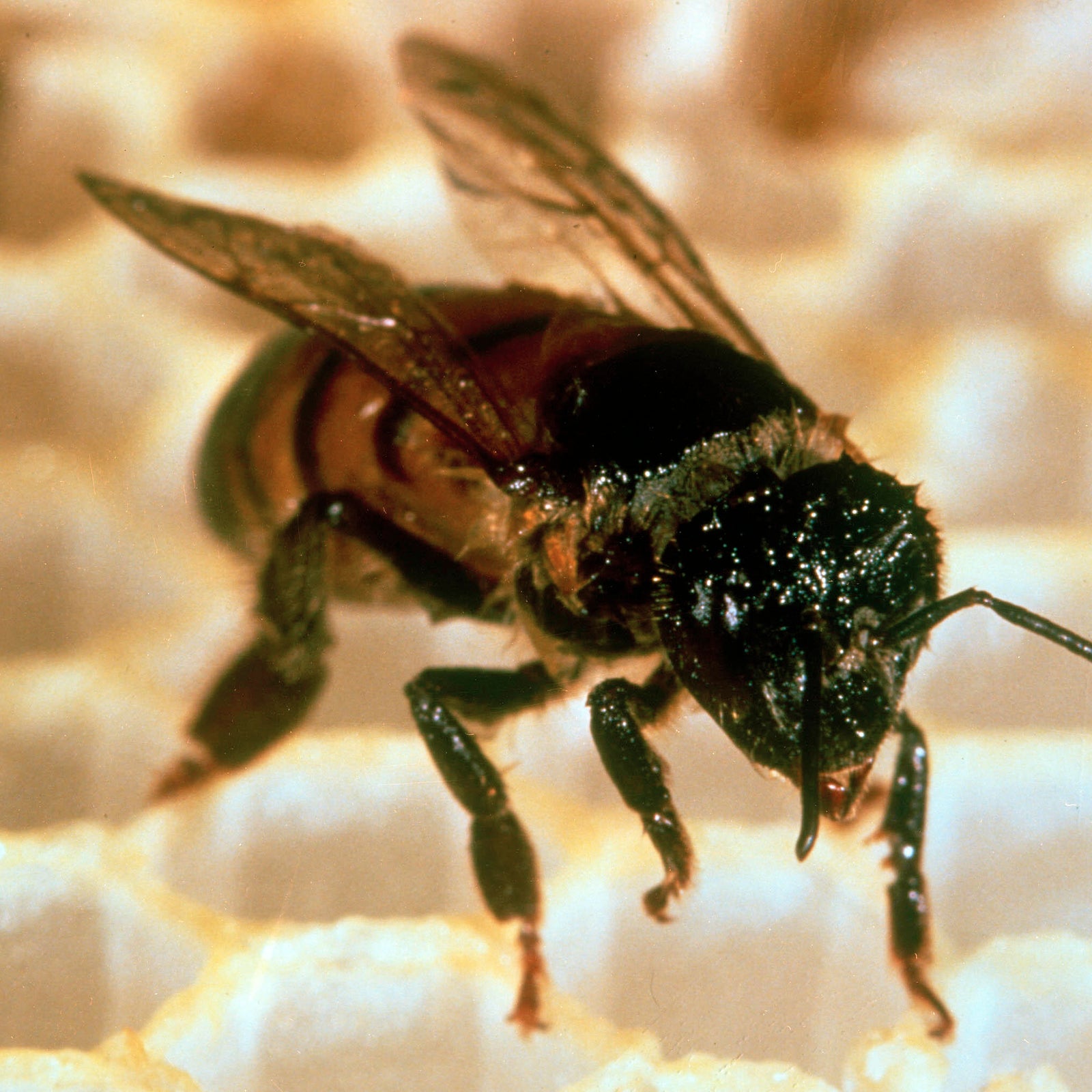 Killer bees prompt response in Alabama as swarms spotted nationwide