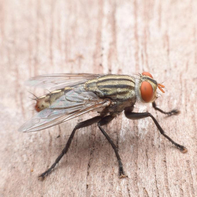 How To Get Rid of Cluster Flies