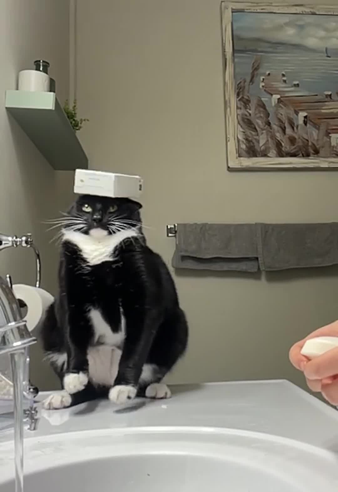 Cat's Hilarious Reaction to a Box on Its Head