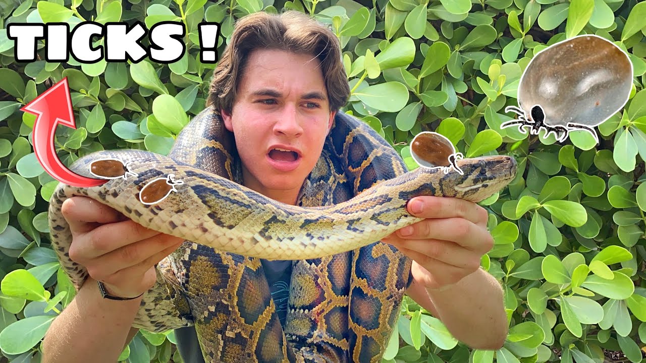 Pulling massive ticks off invasive python! 🐍