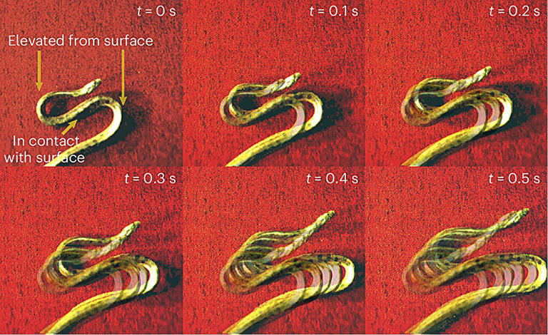 Slithering snakes: The science behind the motion of a young anaconda