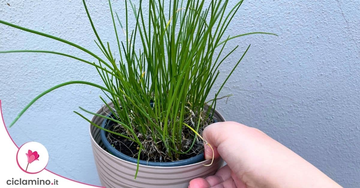 Erba cipollina: come raccoglierla per farla ricrescere più folta di prima