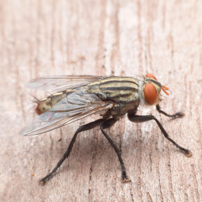 How To Get Rid of Cluster Flies