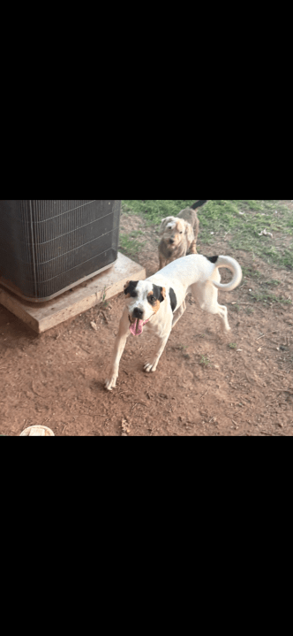 One woman’s mission to rescue Lubbock’s forgotten dogs: meet Sarah Butts