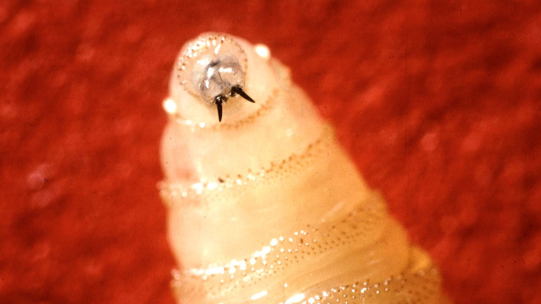 U.S. Government Breeding Flies to Fight Flesh-Eating Maggots
