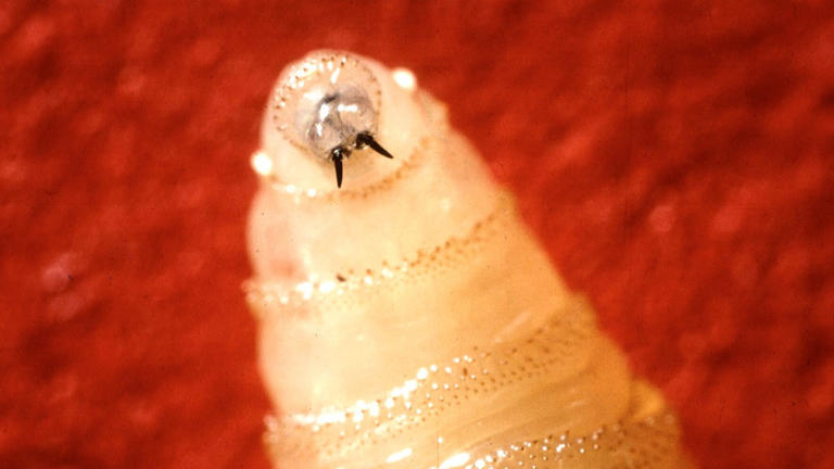 Flesh-eating parasite outbreak just got worse