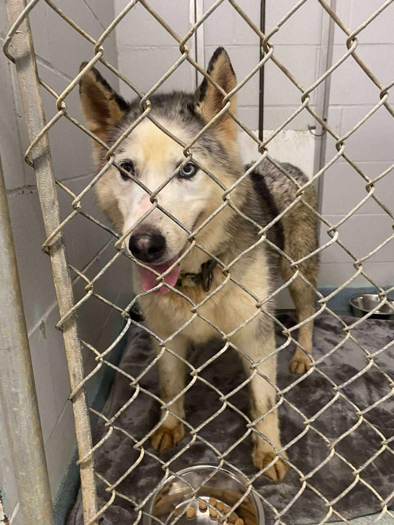 'We have no room.' Maine animal shelter no longer accepting surrenders