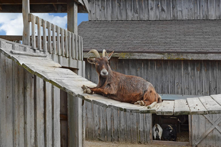 36 Goat Pictures That Are Perfect for Kidding Around