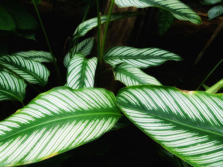 Cómo recuperar una calathea con hojas caídas: causas, solución y ...