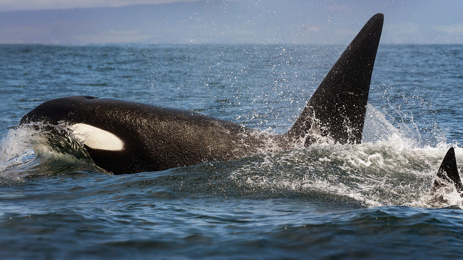 Orcas Give Humans Fish in a Gesture of Interspecies Altruism: Study
