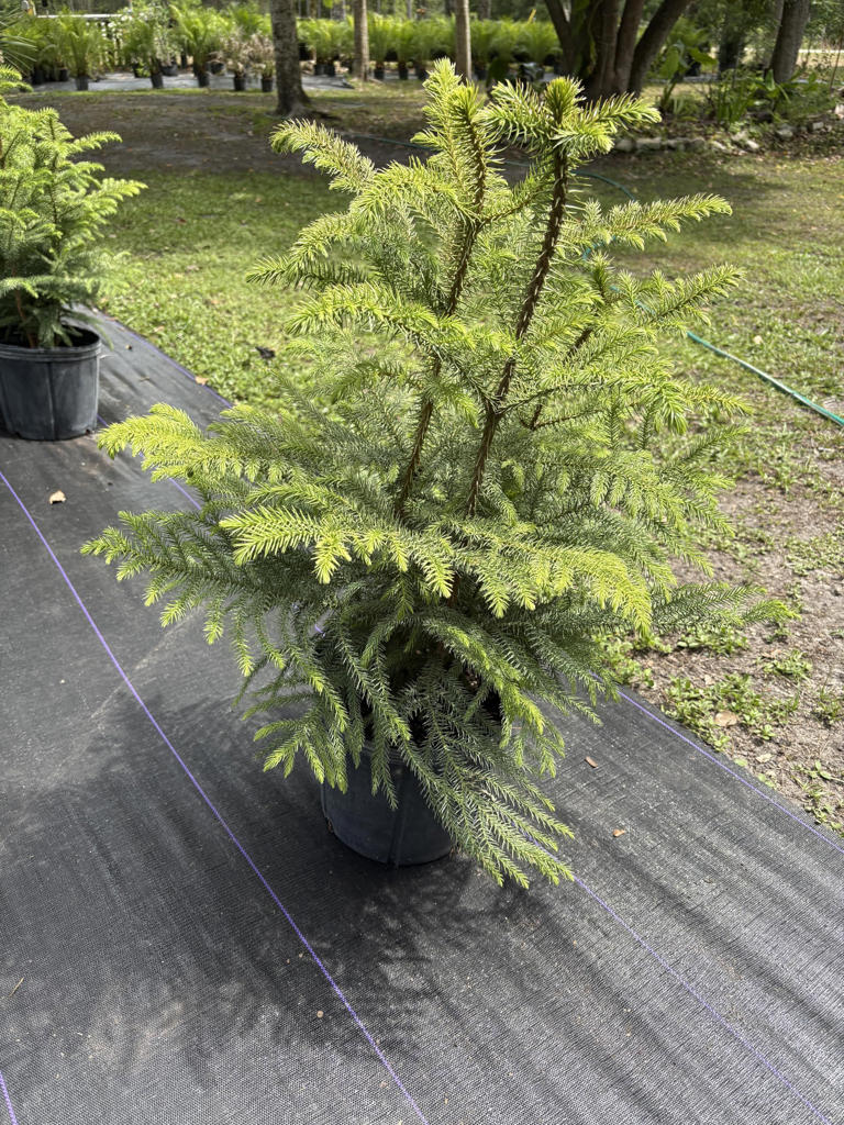 Grow these pet-friendly houseplants without worrying about your furry ...