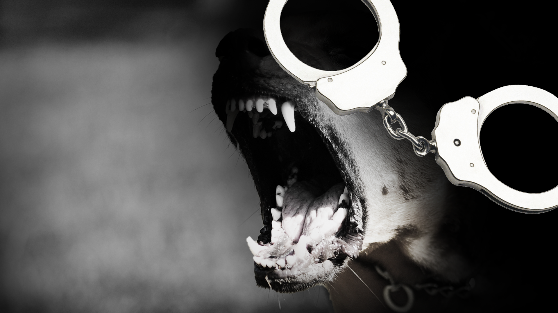 South Carolina agents rescue 47 dogs from suspected dogfighting ...